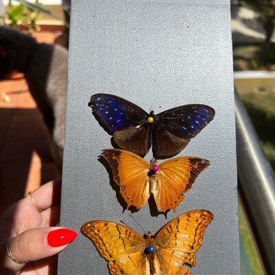 Butterfly Mounting Kit for Beginners, With Real Butterflies and Tools ...