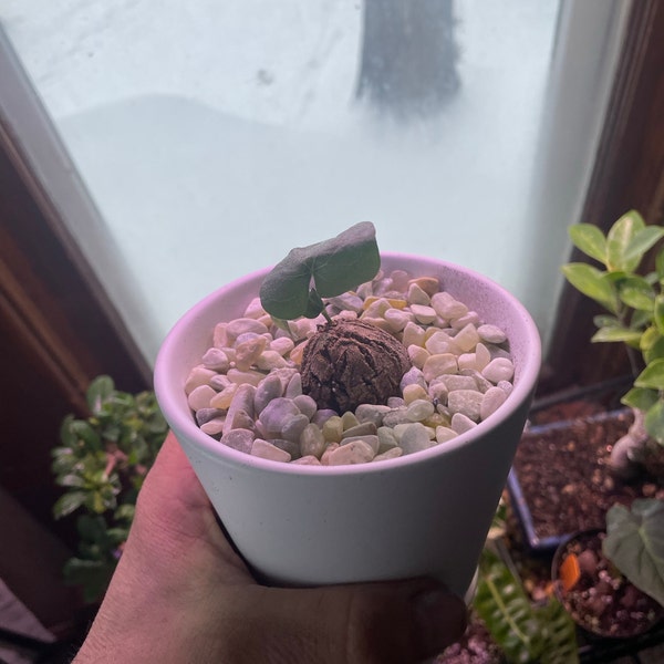 Stapelia Rufa - Etsy