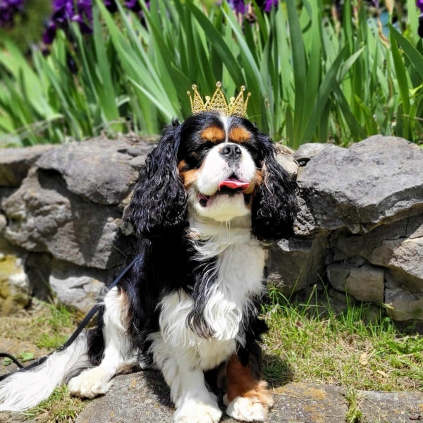 Princess Dog Crown, Elegant Pet Costume - Etsy