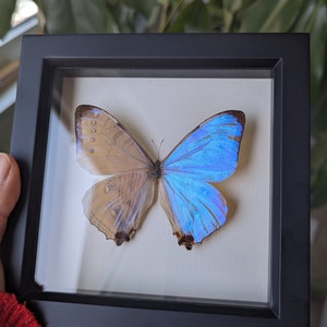 Preserved Scarab Beetle Anatomy Taxidermy Display - Etsy