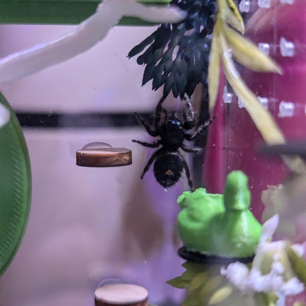 Vampire Squid Themed Jumping Spider Home - Etsy