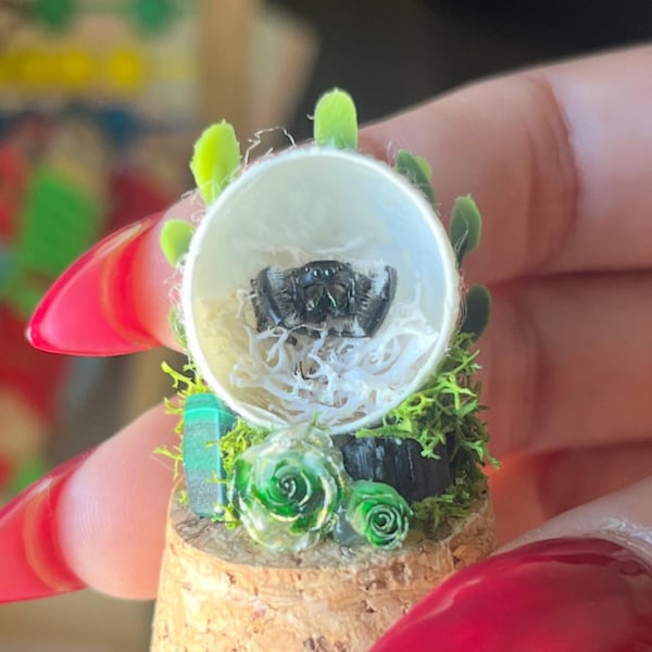 Custom Final Resting Place- Memorial Enclosure for Jumping Spiders. - Etsy