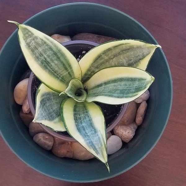 RARE Monstera Obliqua Peru Plant in a Nursery Pot SAME Pot as Images US ...