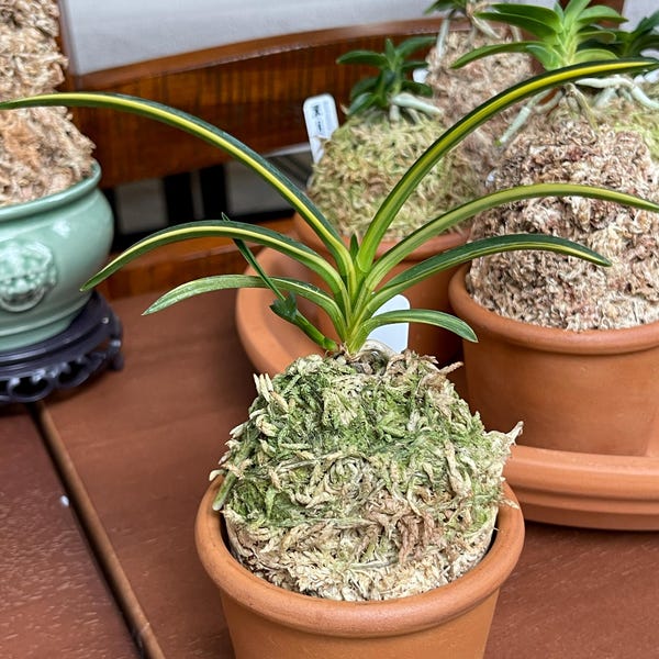 Neofinetia Falcata Fugaku 富嶽/orchid/vanda/fragrant/miniature/variegated ...