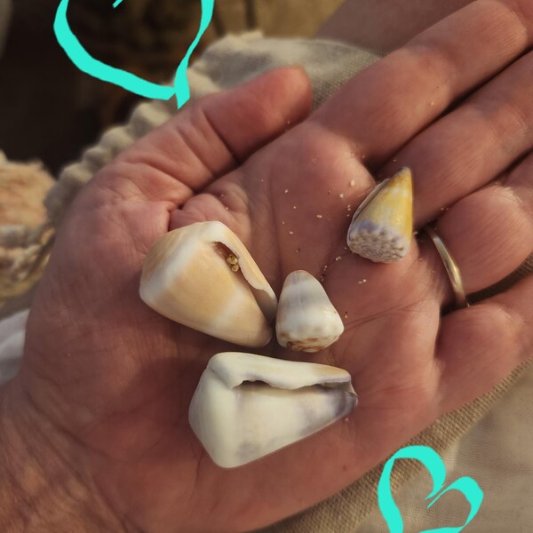 Customizable Hebrew Cone Shell Braided Bracelet. - Etsy