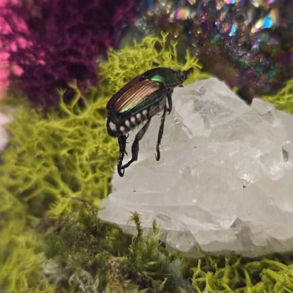 Jewel Beetle Elytra for Art, Crafts, Jewelry REAL - Etsy