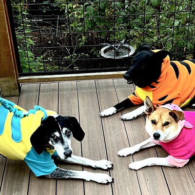 Bowser From Super Mario Pet Dog Costumes Sizes XS to XL - Etsy