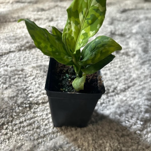 3” Aglaonema Tricolor Pictum Pot - Rare Plant - Camouflage Foliage ...