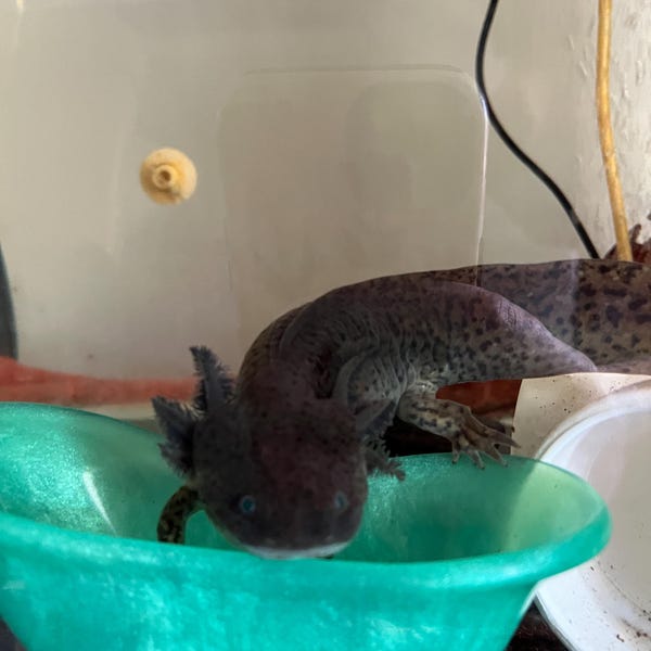 Aquarium Plant Holder (stacked Stones) - Etsy