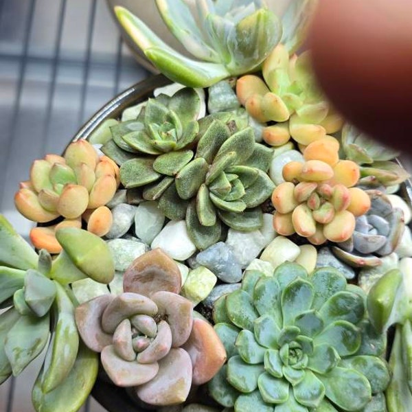Haworthia Picta Metallic Red - Etsy
