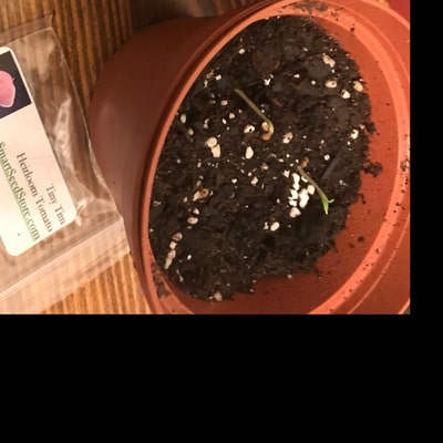 Tiny Tim Miniature Heirloom Tomato, 15 Seeds, Teeny Fruit, Patio Plant ...