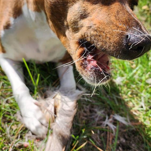 4 Dog Sled Line - Etsy