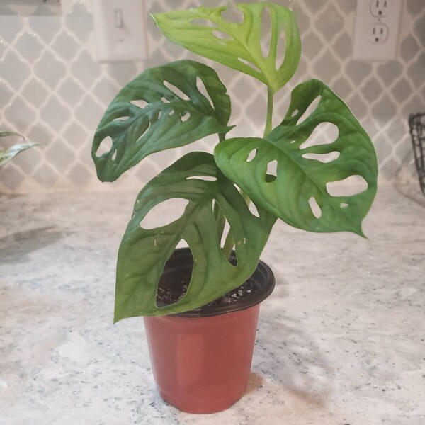 Monstera Adasoni Plant - Etsy