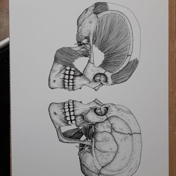 Posterior Skeleton | Human Anatomy Prints | Clinically Accurate ... Posterior Skeleton | Human Anatomy Prints | Clinically Accurate ...