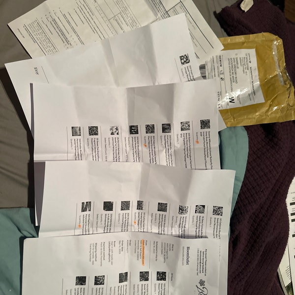 100 Painted Daisy Robinsons Giant Mix Planting Flower Seeds*large ...