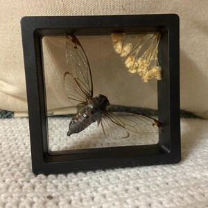 Real Framed Giant Actias Luna Moth 3D Floating Shadow Box Insect Oddities Home Gothic Wall ...