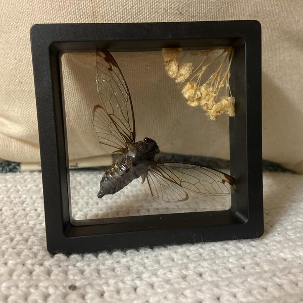Real Cicada Framed Bookshelf Display ,gift Idea for Fathers Day, Dried ...