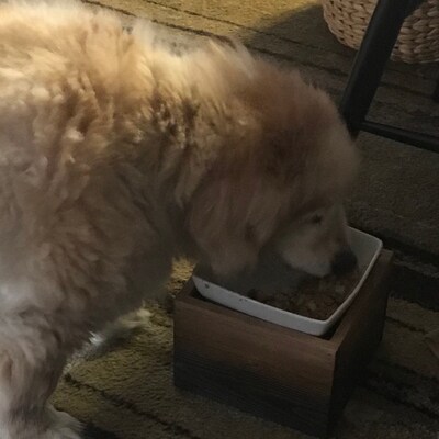 Modern Square Dog Bowl Set Elevated Pet Feeder Porcelain Pet Bowls ...