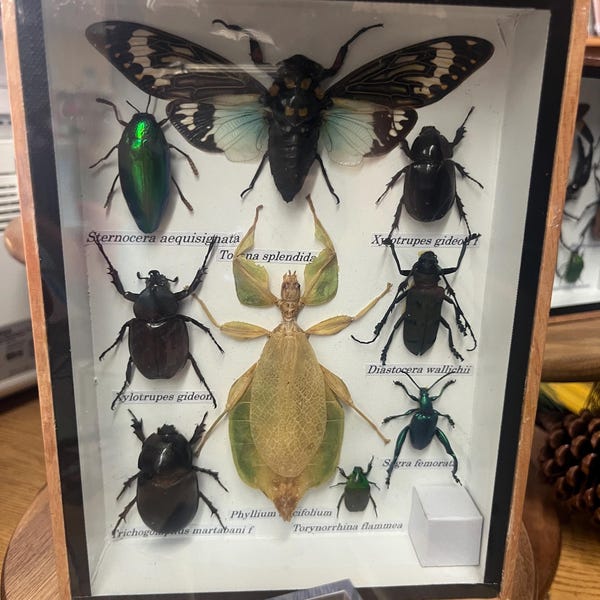 Mix Real Beetle Insect Bug Taxidermy Entomology Display Wood Box Case ...