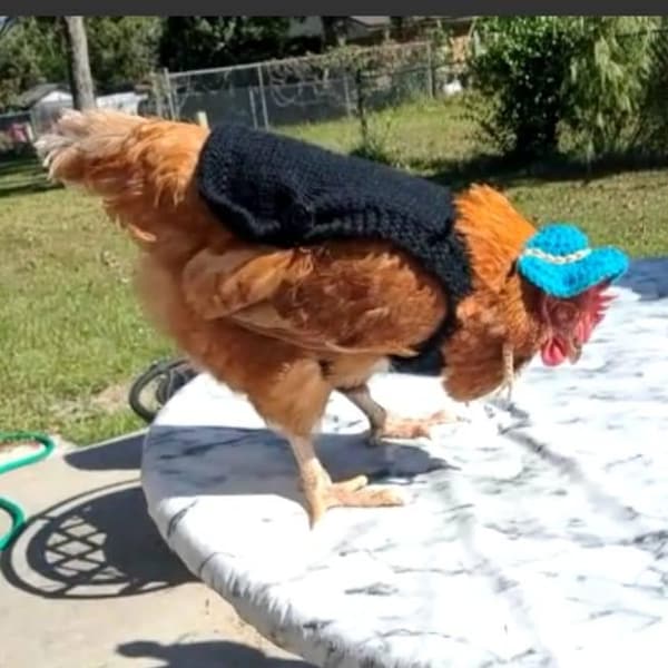 Knit Chicken Sweaters (medium Weight) - Hen Clothing - Poultry ...