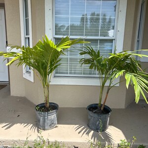 Corypha Umbraculifera , Talipot Palm , Exotic. Extremely Rare, Large ...