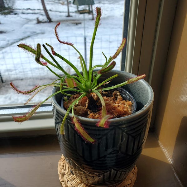 Carnivorous Spoon Leaf Sundew Drosera Spathulata Plant 3 Inch Pot - Etsy
