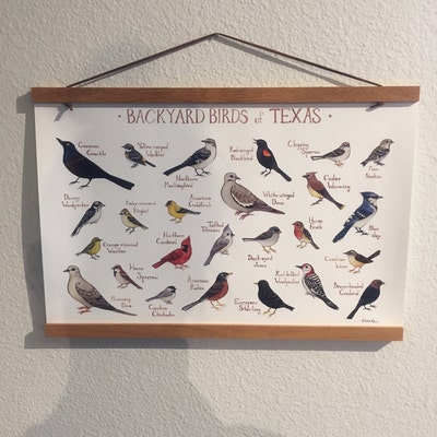 Texas Backyard Birds Field Guide Art Print / Watercolor Painting Print ...