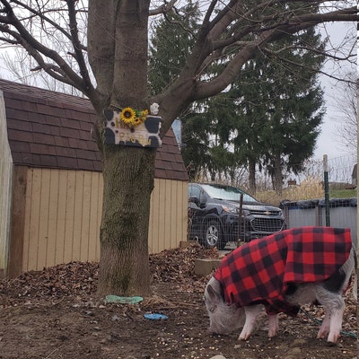 Fleece Strap Sweater Double Layer Pig Coat With Leash Hole Mini Pig ...