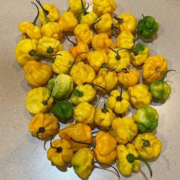 Whole Fresh Scotch Bonnet Peppers. Fresh Pods of Genuine Scotch Bonnets ...