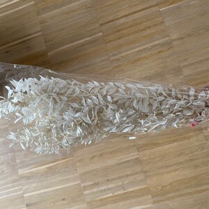 Dried Italian Ruscus Leaf Branchespreserved White Leaves - Etsy