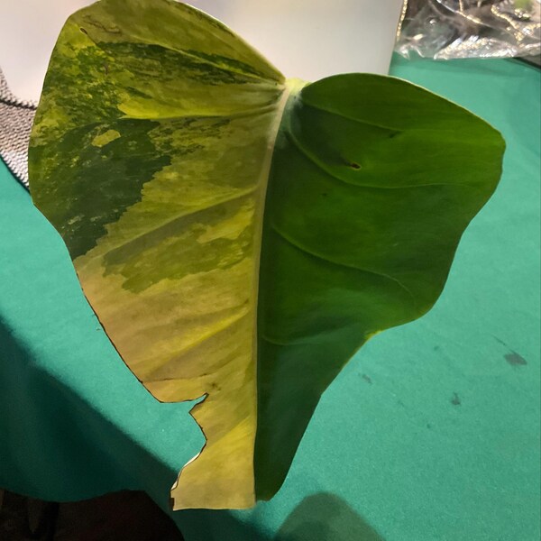 Rare Pothos Cuttings Mix- Golden Pothos / Heart Leaf Philodendron ...