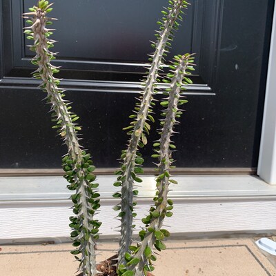 False Ocotillo 2 Plants, Fully Rooted, Procera, Drought Resistant ...