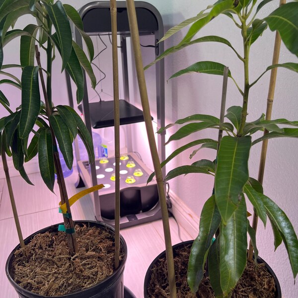 Mango MANILA, CARABAO, FILIPINO Tree, Grafted, 3gl - Etsy