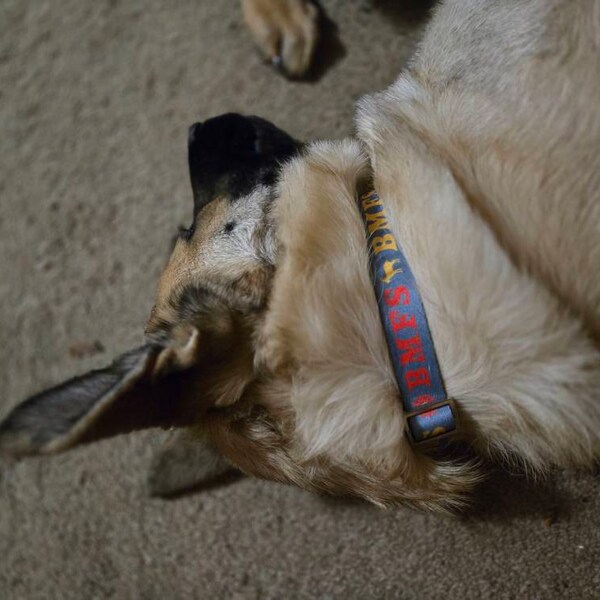 String Cheese Incident Dog Leash - Etsy