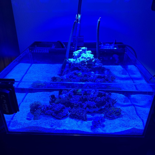 7 LIVE Red Mangrove Propagule Plants, Aquarium Plants Mangrove Trees ...