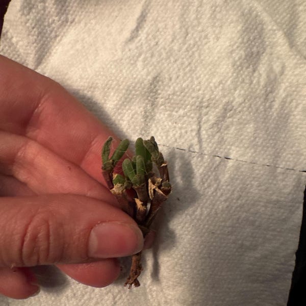 Live Plant Lithops Pseudotruncatella C244/white Plant/0.5 - Etsy