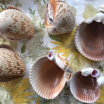 10 RARE Angel Wing Shells From Ft Myers Beach FL - Etsy