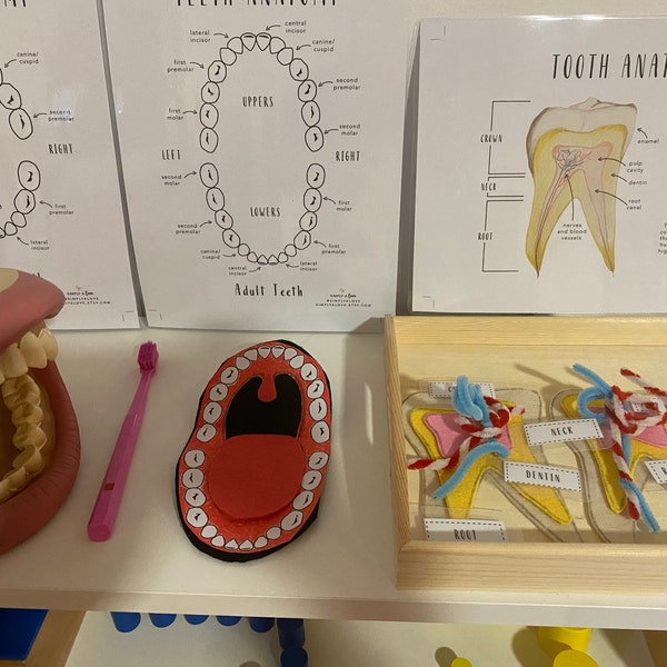 Tooth Anatomy Lesson | Printables | Homeschool Resources | Teeth ...