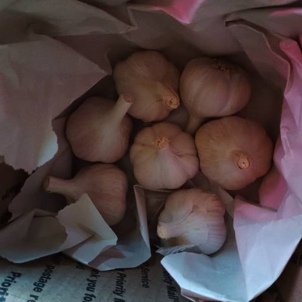 Duganski Culinary Garlic Bulbs - Small Size: 1 5/8" to 1 7/8 ...