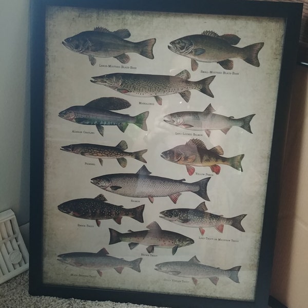Fishing Wall Art, Printable Fish, Vintage Fish, Angling Poster ...