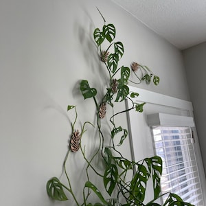 Monstrella Plant Trellis Inspired by the Monstera Leaf | Etsy