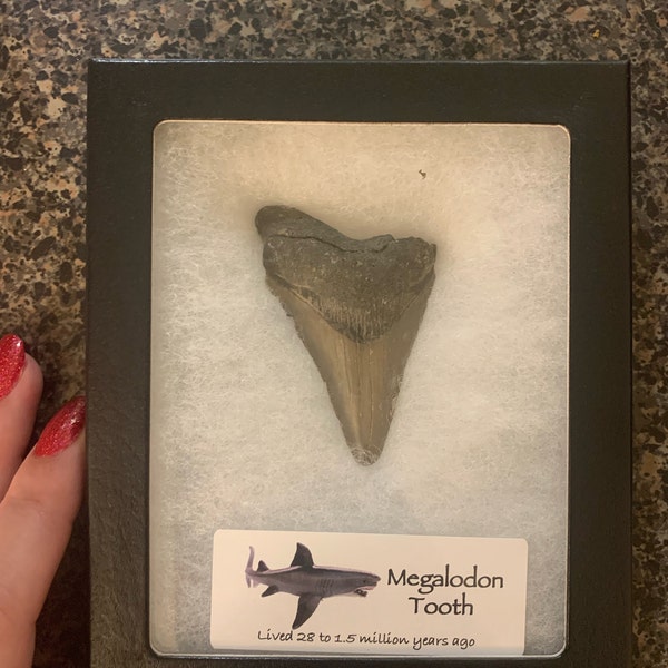 Megalodon Shark Tooth Fossil in Display Case - Etsy
