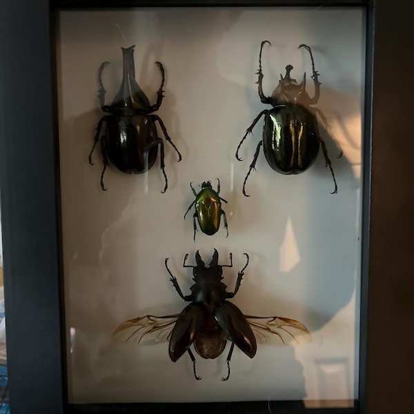 Assorted Bugs Insects Specimen Wholesale Mix Lot Bulk - Etsy UK