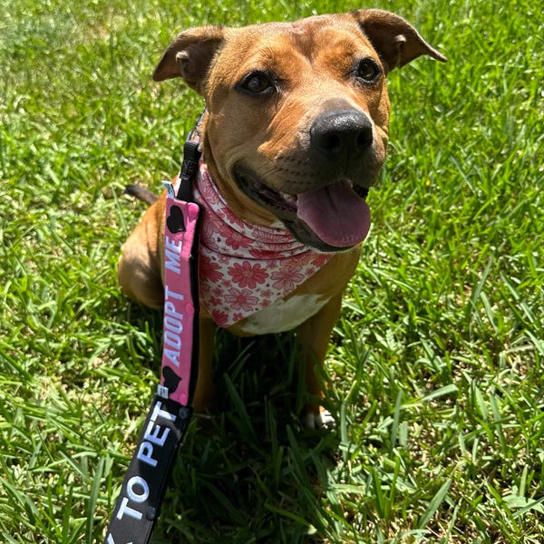 Leash Sleeve or Collar Wrap, Your Text Here, Customizable, Custom ...