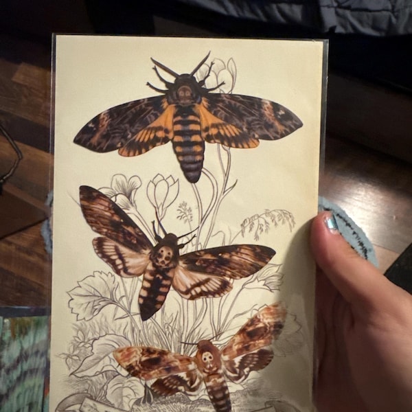 Giant Paper Ghost Atlas Moth for Halloween, Double-sided Butterfly ...