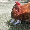Middle Finger Muscle Arms for Chickens - Etsy Canada