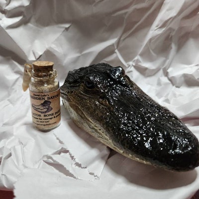 ALLIGATOR BONE DUST Voodoo, Hoodoo, Wicca, Gothic, Oddity - Etsy
