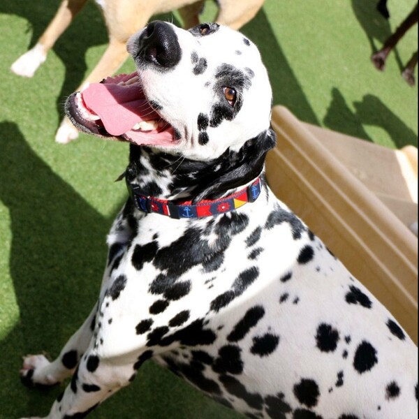 Anchor Dog Leash With Rust Proof Stainless Steel Swivel Clip, Saltwater ...