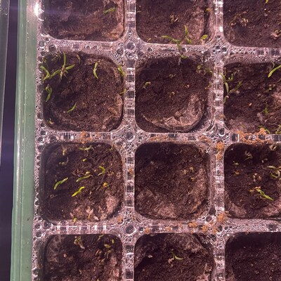 TREE SPINACH Seeds FREE Shipping Fresh & Organic - Etsy