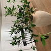 Ficus Microcarpa Branch Real Touch Artificial Faux Plant Home - Etsy